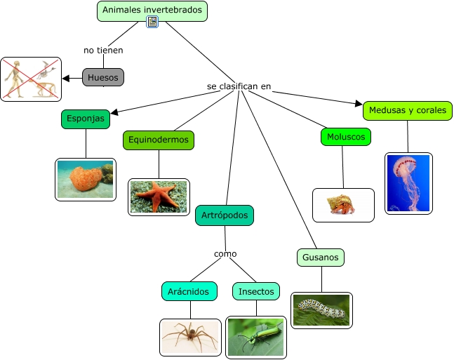 Animales invertebrados